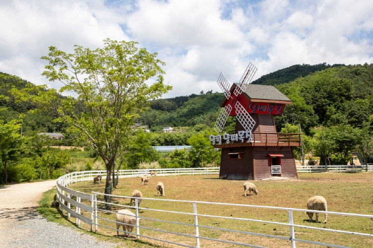 [Seoul - Gyeonggi] Yangpyeong Sheep Ranch + The Greem garden ...