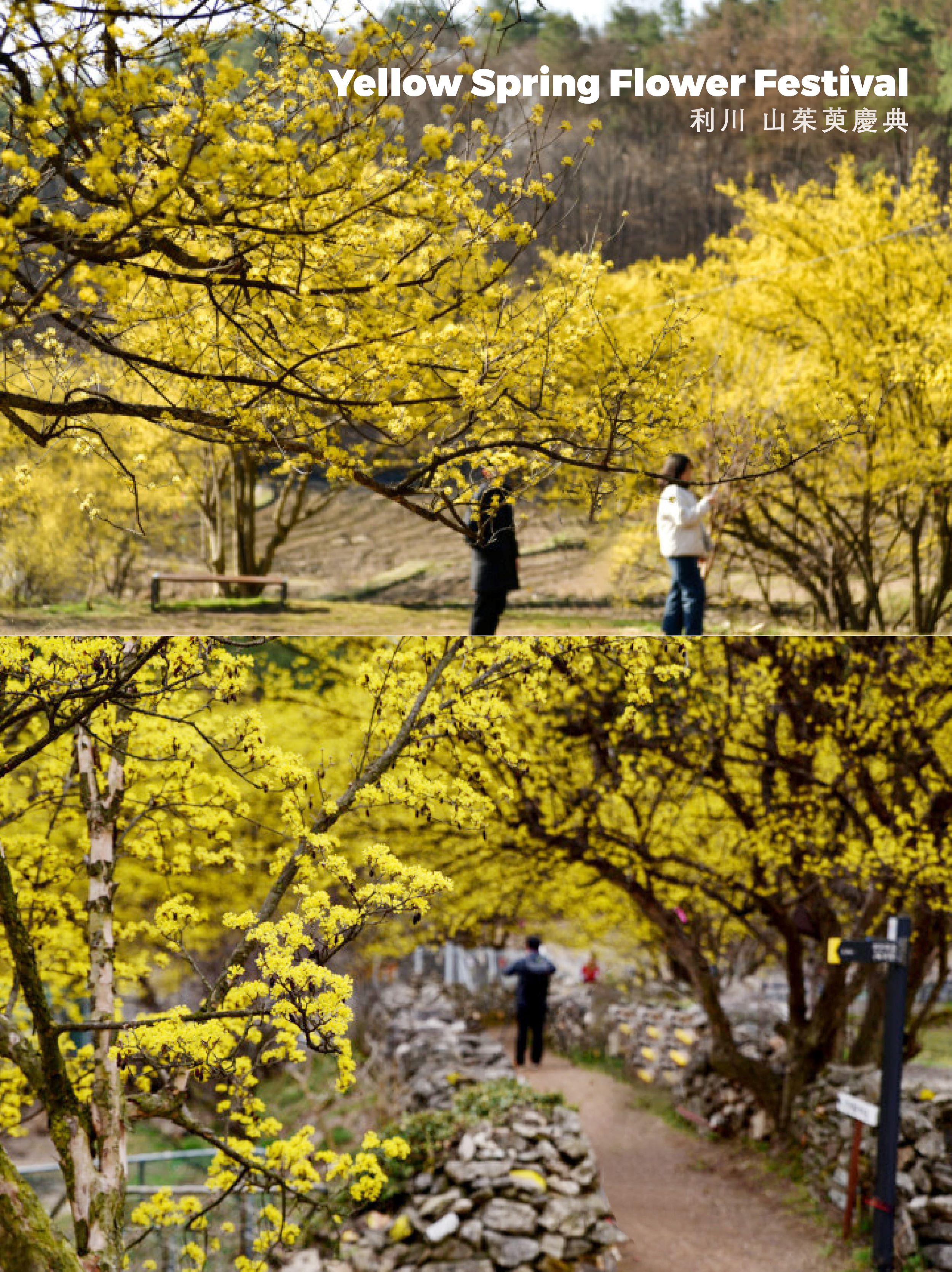 [Suwon] Cherry Blossom Suwon Hwaseong Fortress Tour from Seoul - Seoul PASS