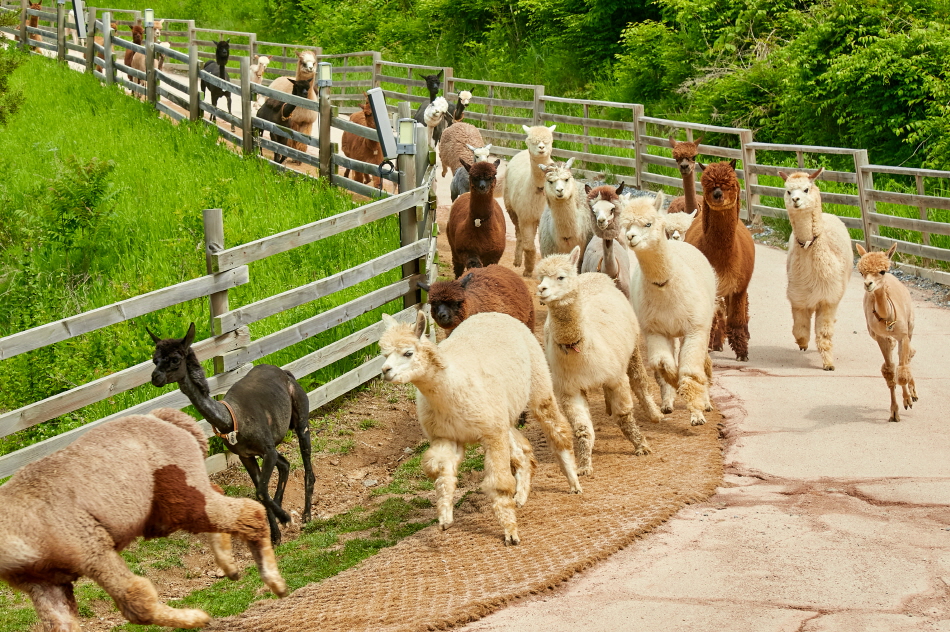 [Alpaca World] Alpaca World Admission Ticket - Seoul PASS