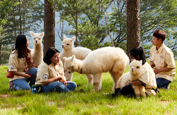 [Alpaca World] Alpaca World Admission Ticket - Seoul PASS