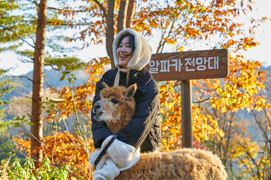 [Alpaca World] Alpaca World Admission Ticket - Seoul PASS